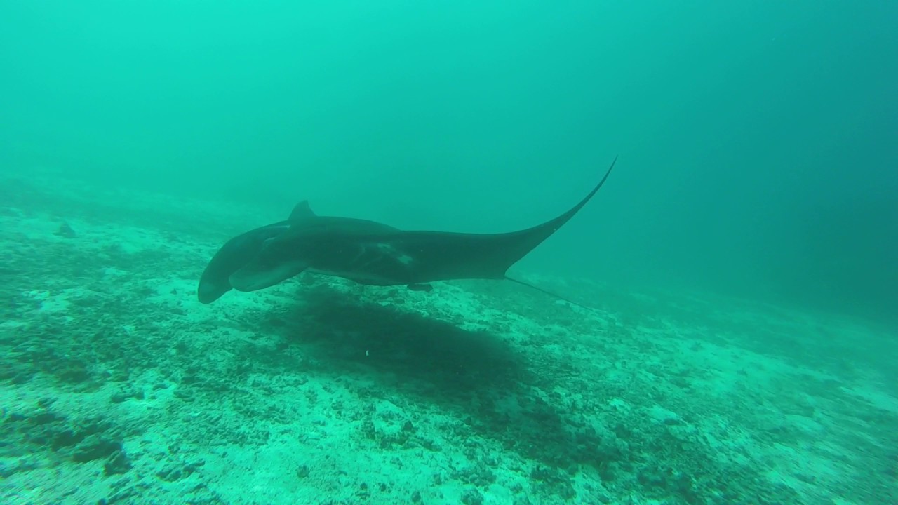 Mantarraya de arrecife en raja ampat - YouTube