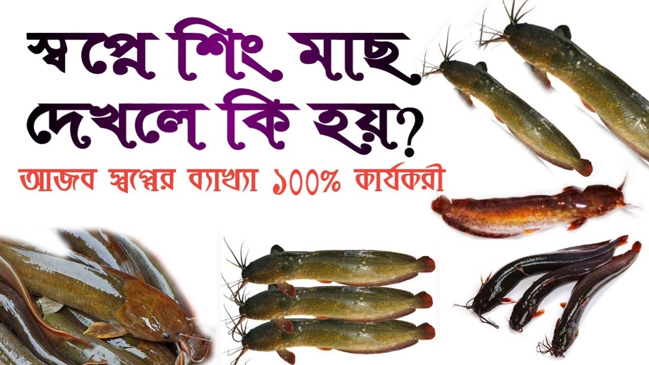 স্বপ্নে শিং মাছ দেখলে কি হয় | shopne shing mas dekhle ki hoy | shopner ...