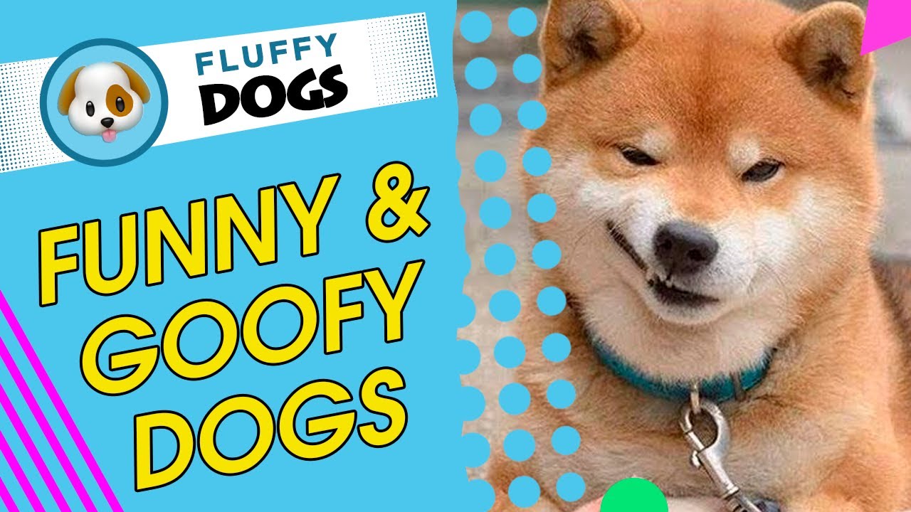 Funny and Goofy Dogs Videos Compilation #1 - YouTube