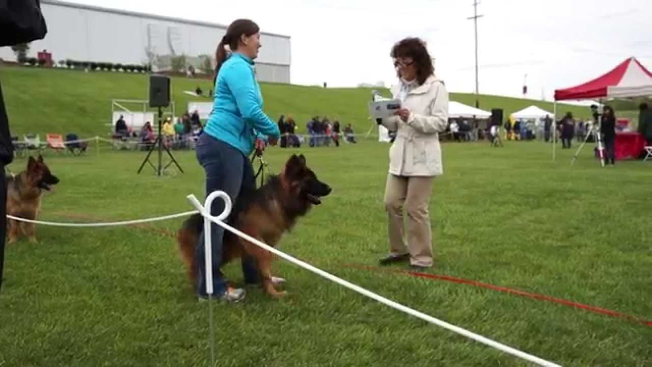 Hazel, German Shepherd Long Coat Evaluation - Von der Otto German ...