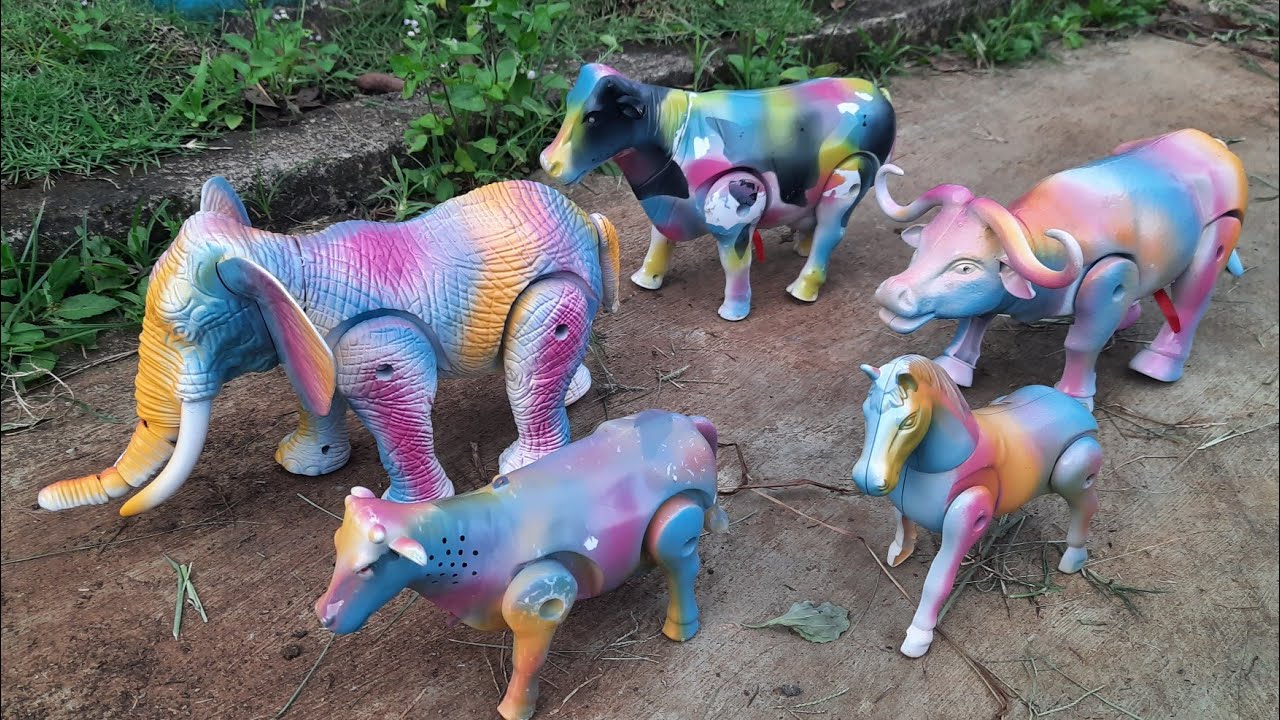 MENCARI SAPI LUCU, SAPI WARNA WARNI, KERBAU LUCU, SAPI MOO, SAPI JOGET ...