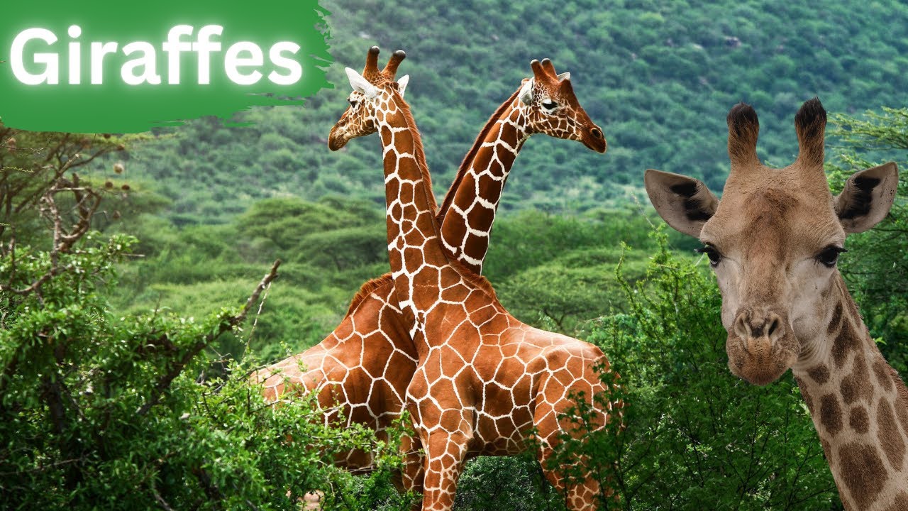 Giraffes: Stretching For The Sky - YouTube