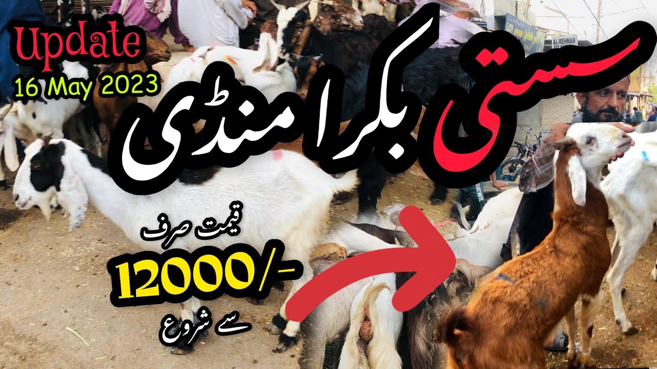 Bakra Mandi 2023 | Maweshi Mandi | Sindhi hotel Bakra mandi | Camel ...