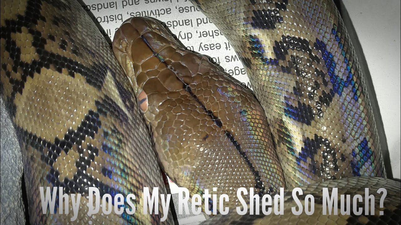 Why Does My Reticulated Python Shed So Often? +explanations - YouTube