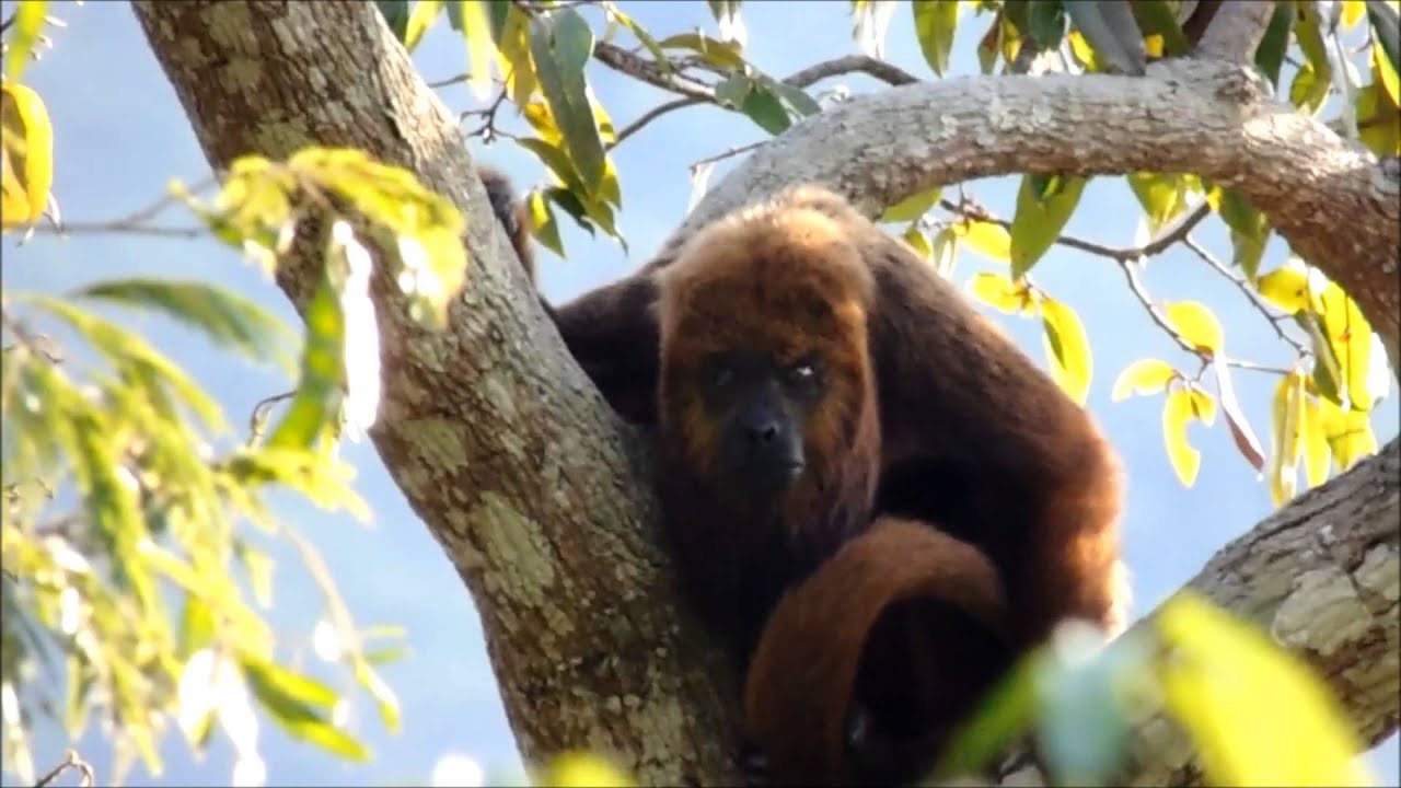 Bugio (Alouatta guariba) macho - YouTube
