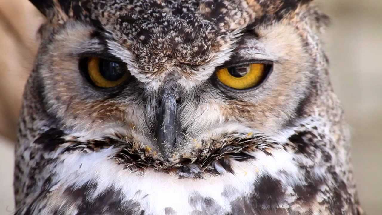 Beautiful drowsy Great Horned Owl face close-ups 3-pac(set 3) HD V09444 ...