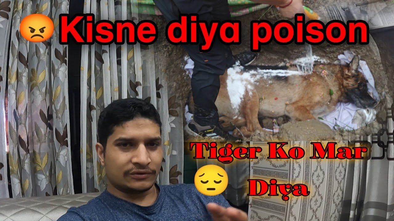 German shepherd(Tiger)Died 😔 Kisi ne Poison diya😡||Arun Thakur Vlogs ...