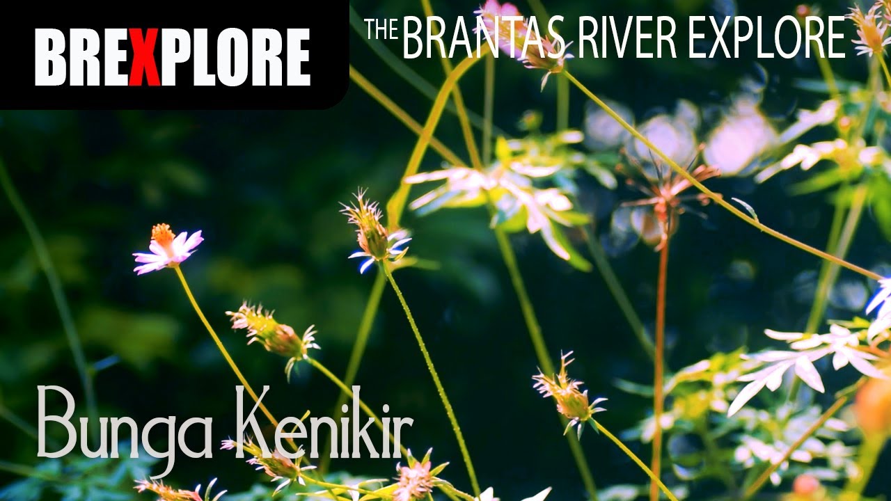 Bunga Kenikir I Brantas River Explore - YouTube