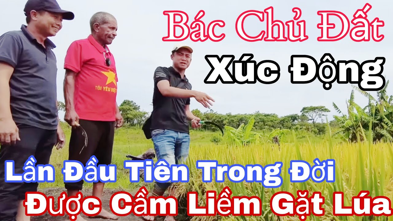Anh Em Team Châu Phi Lúa Được Mùa Bội Thu Hàng Tấn Lúa, Bác Chủ Đất Bồ Đào Nha Tham Gia Gặt Lúa ...