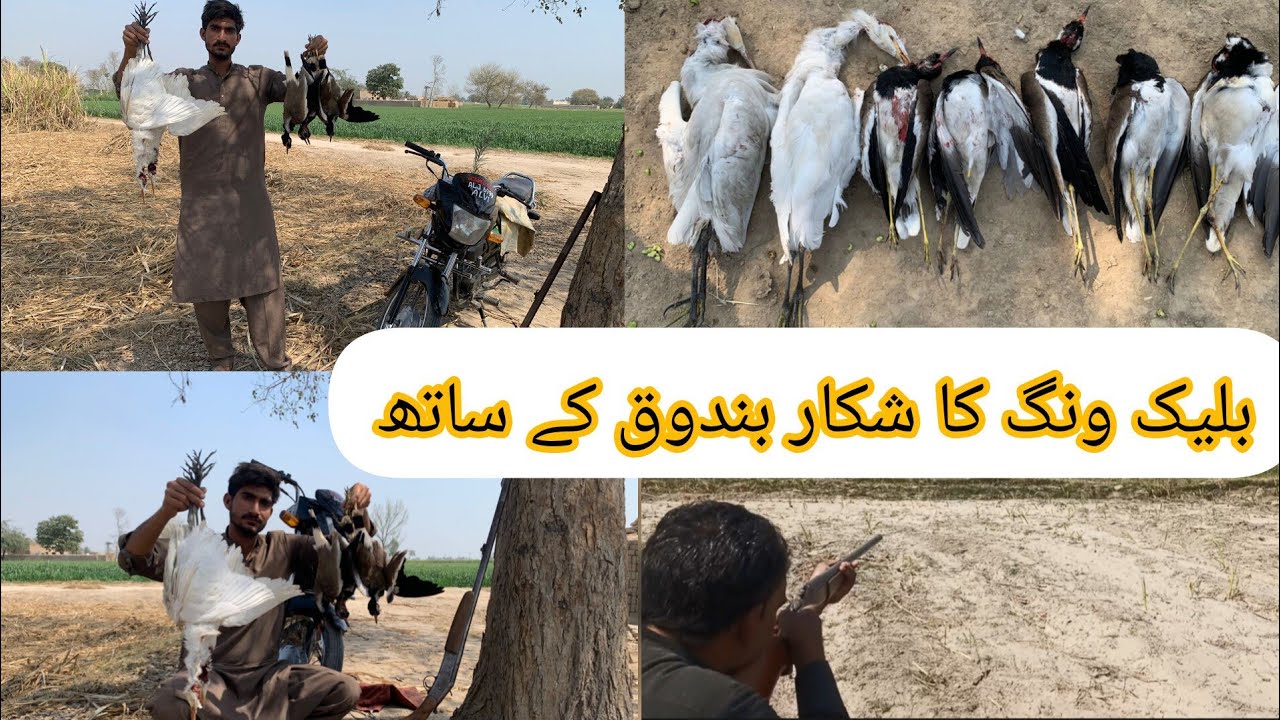 Hunting With 12 Guage Gun_Bagla Hunting And _Black Ving Hunting 2024 ...