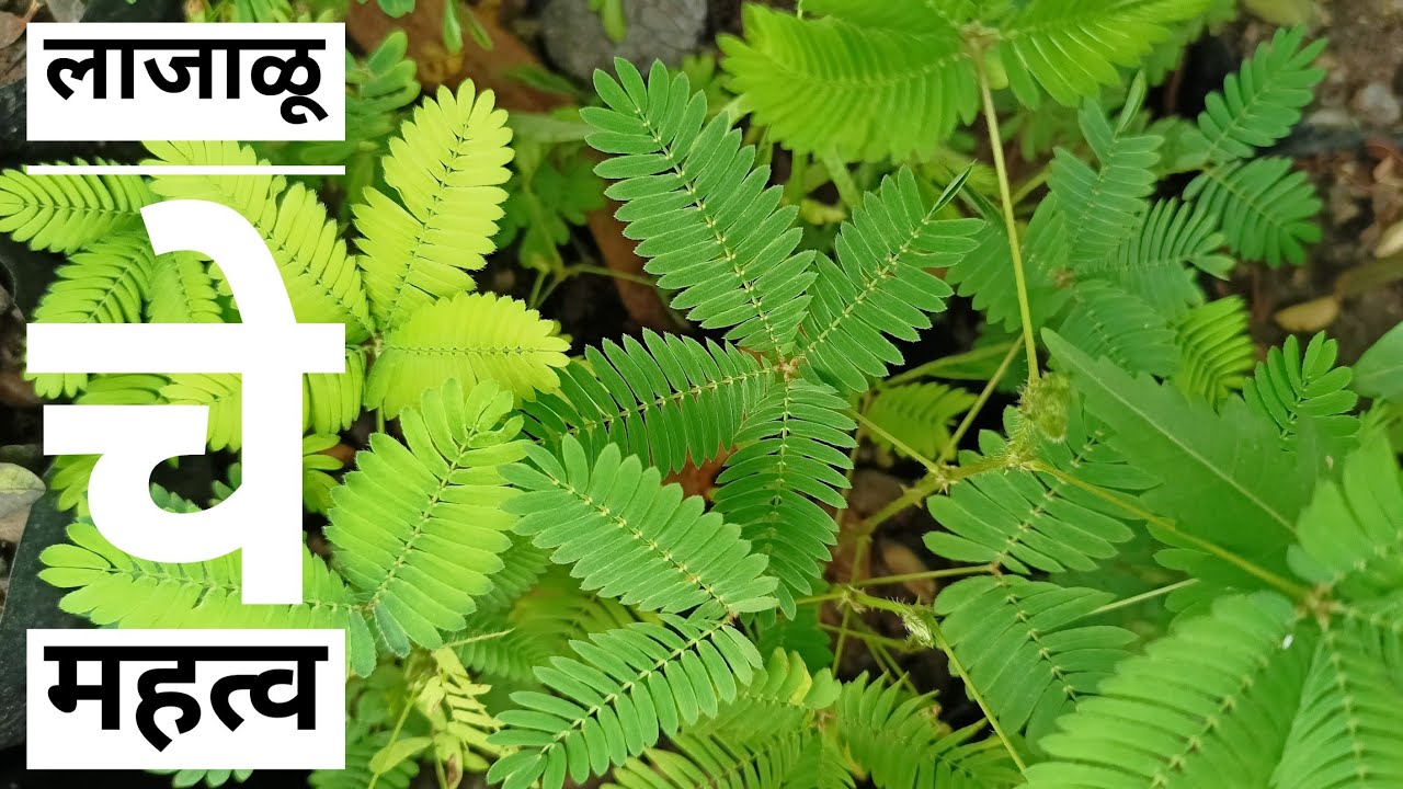 लाजाळू एक आयुर्वेदिक आणि आध्यातमिक महत्त्व असलेली वनस्पती #lajalu # ...