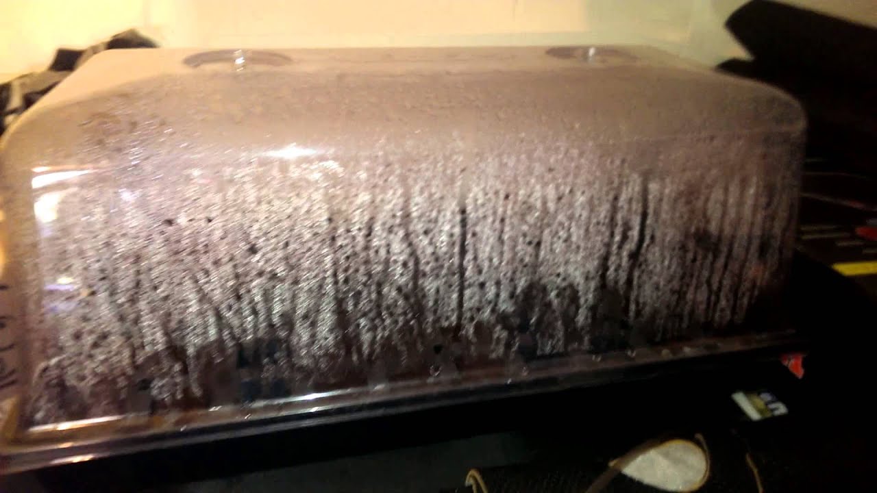 Prop 215 grow 2015 2x600watt hps - YouTube