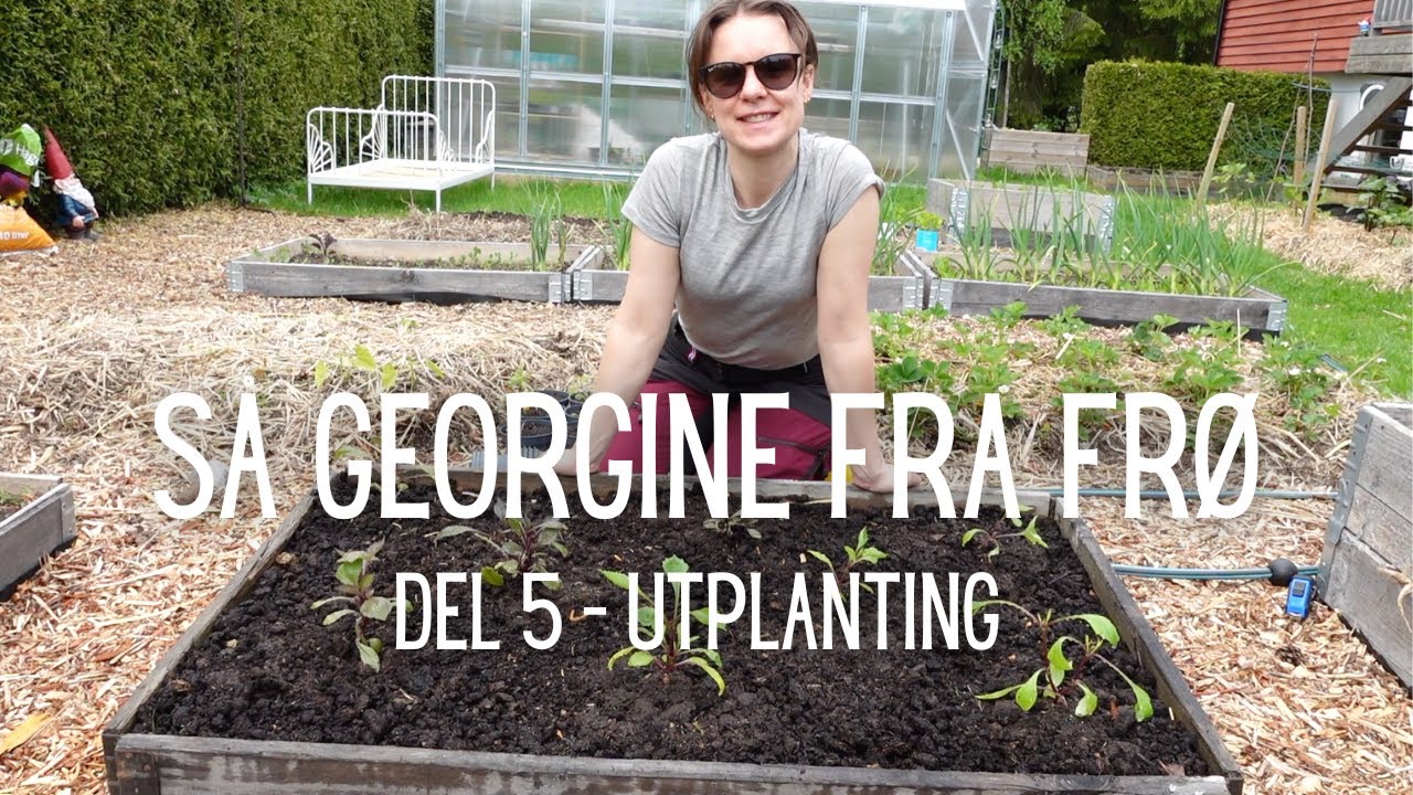 Så georgine fra frø | Del 5 - Utplanting - YouTube