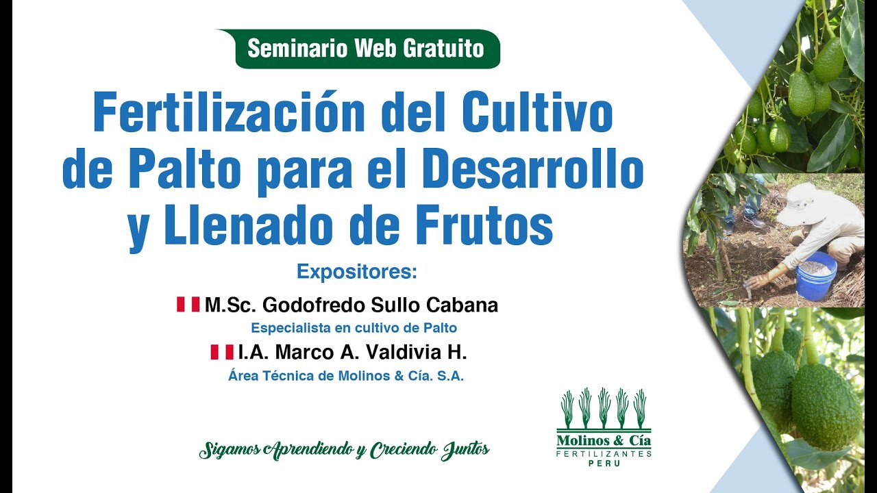 Seminario Web Gratuito Fertilización Del Cultivo De Palto Para El