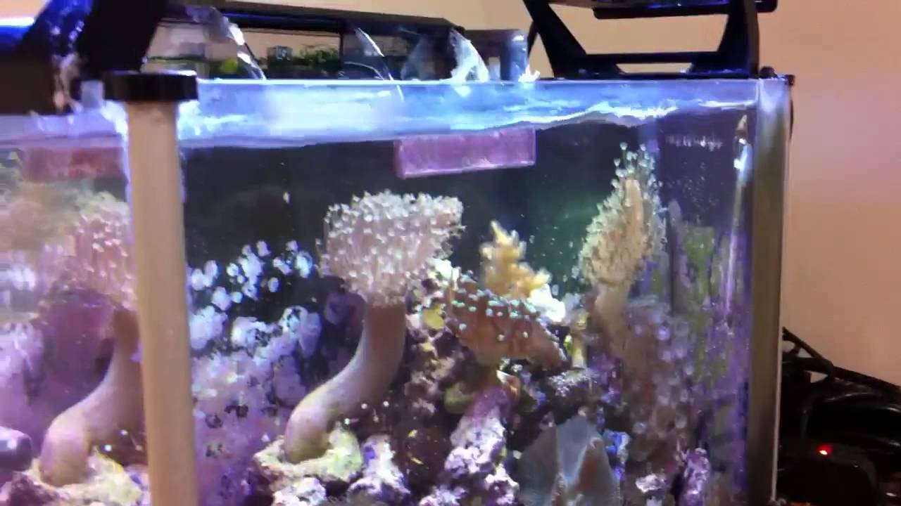 Fluval Spec 5 Nano Reef 1 Year - YouTube