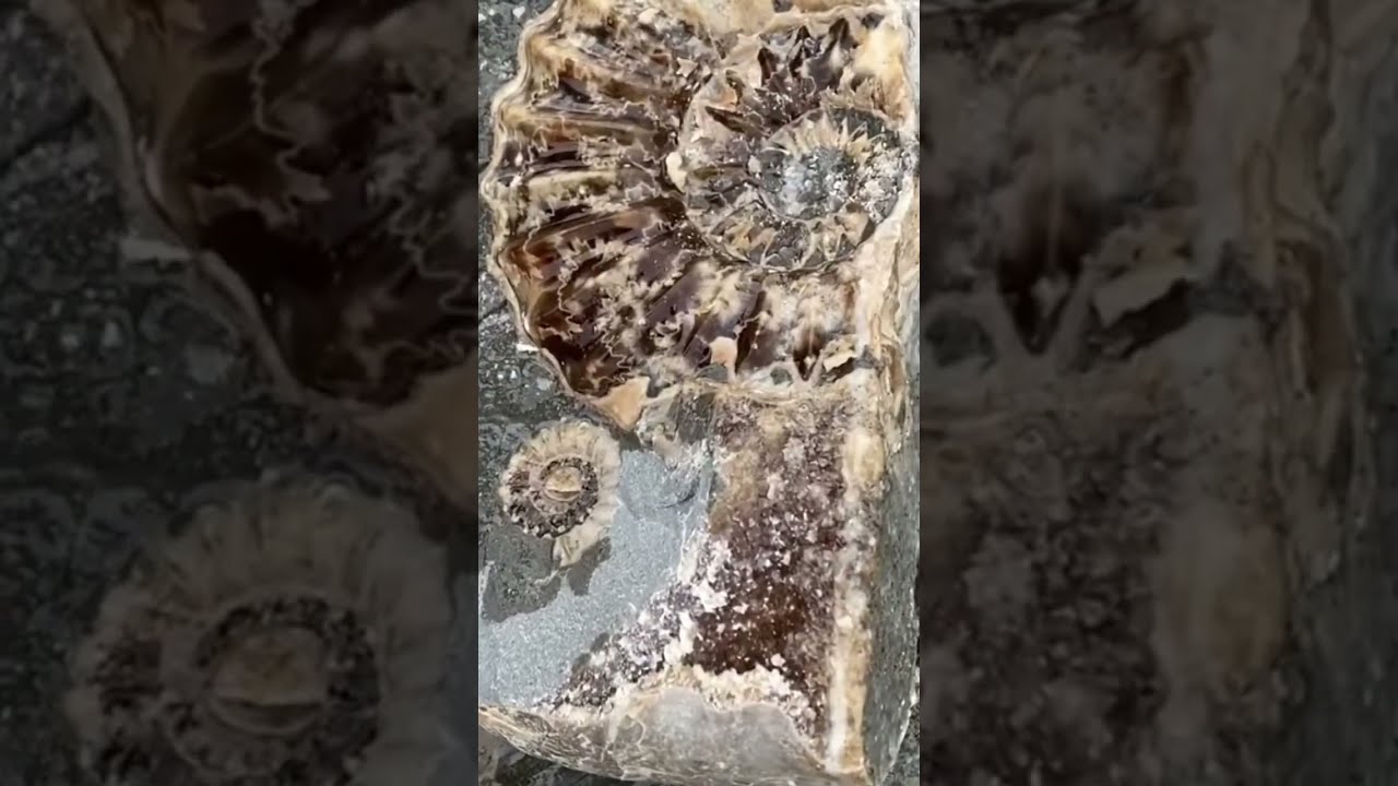Finding A Fossil “ Trapped “ For Millions Of Years By Breaking Open A ...