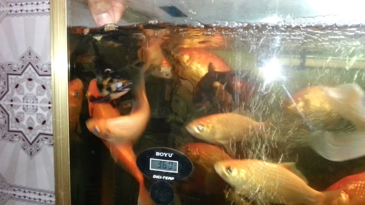 Aquarium poisson rouge - YouTube