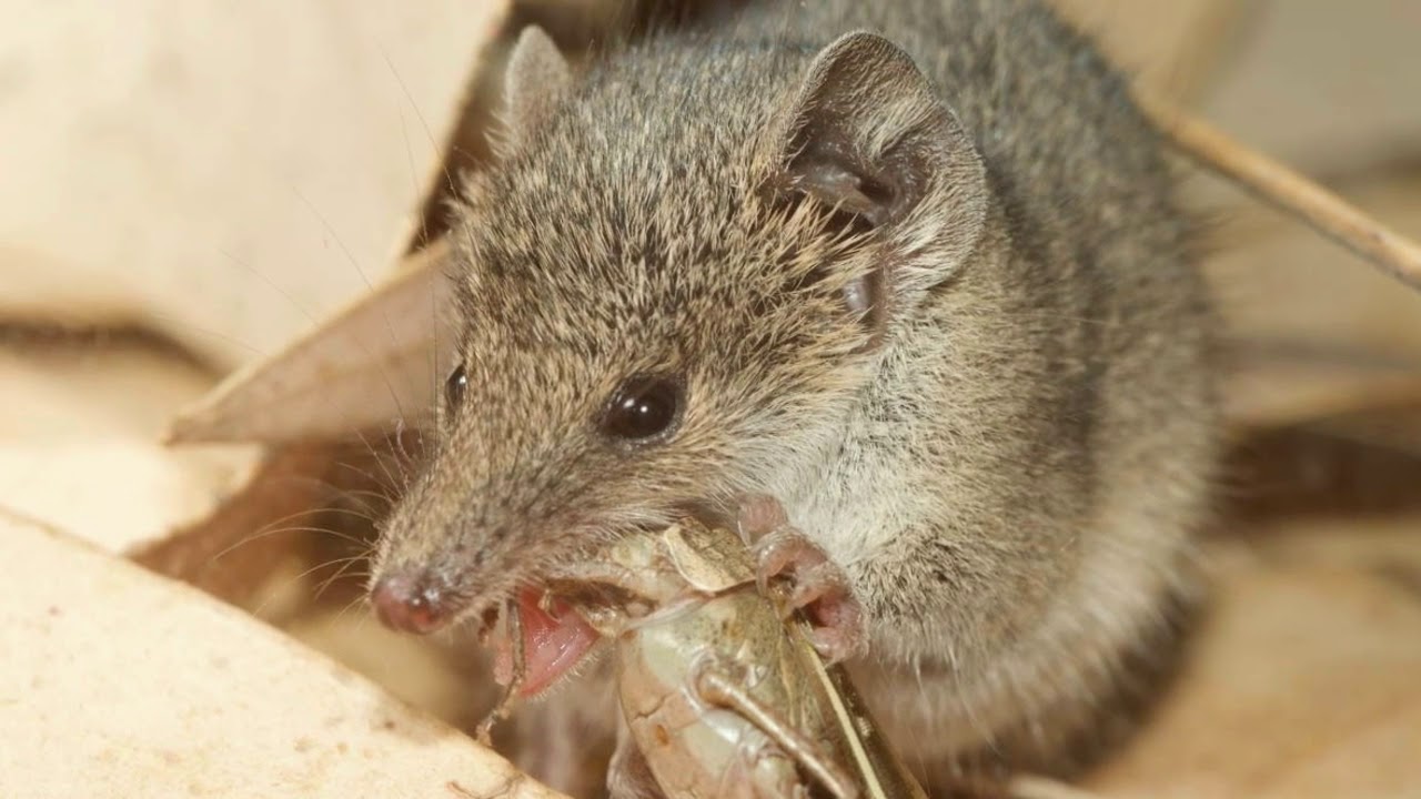 Narrow-nosed Planigale (Planigale tenuirostris) poem - YouTube