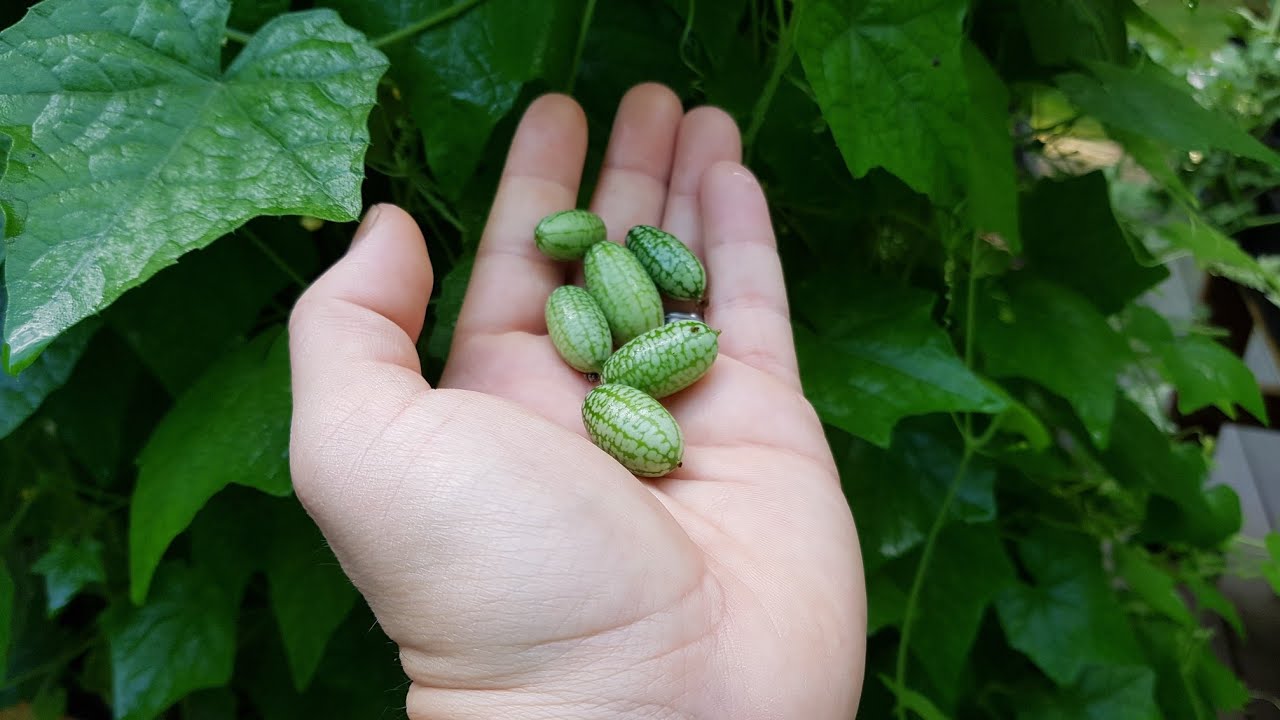 Why You Should Grow Cucamelons - YouTube