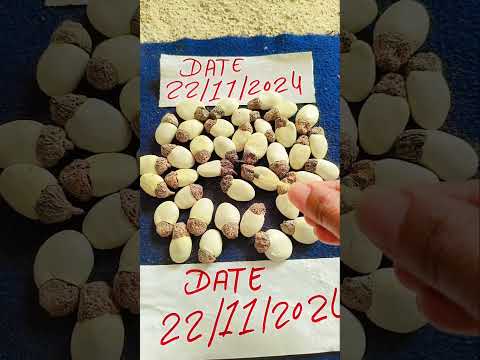Hoseki safed Bhilawa Biba white Bhilava Seed for sale 9685410802 - YouTube