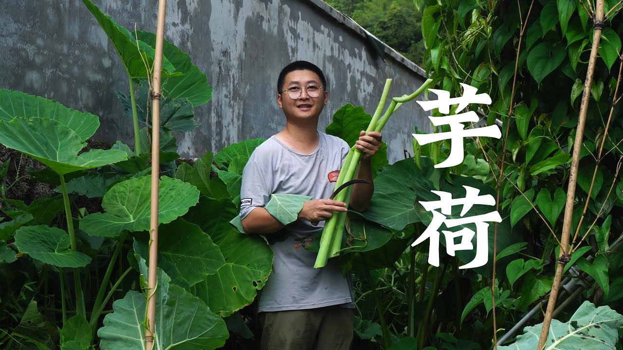 From Pig Food to DELICACY! Homemade Sour Taro Stems in 7 Days! 🔥 ...
