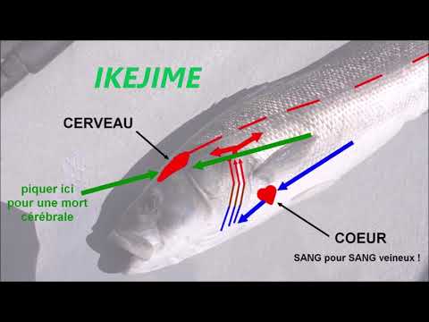 79🐟 COMMENT TUER UN POISSON ?  Anatomie / Saignée / Ikejime #pechesousmarine #video2mam