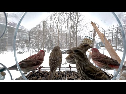Wicked crowded bird feeder video during snowstorm! - YouTube