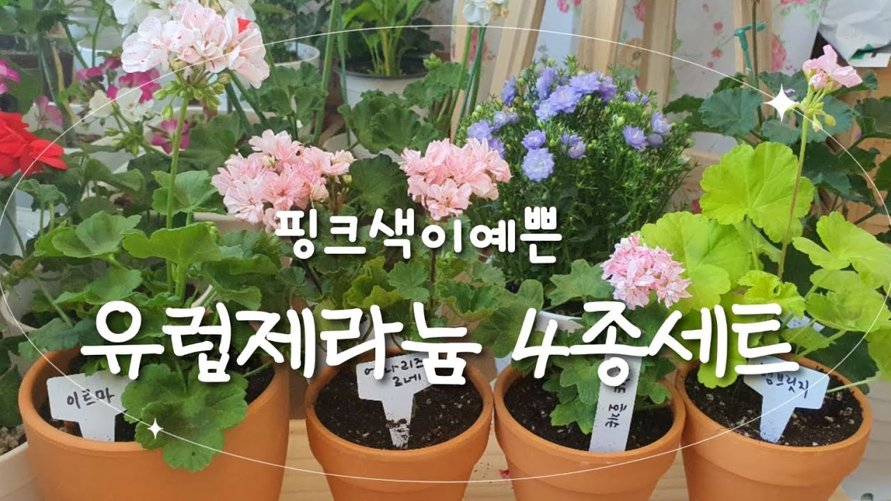 핑크색이 예쁜 유럽제라늄입니다.｜This is a pretty pink European geranium. | Balcony ...