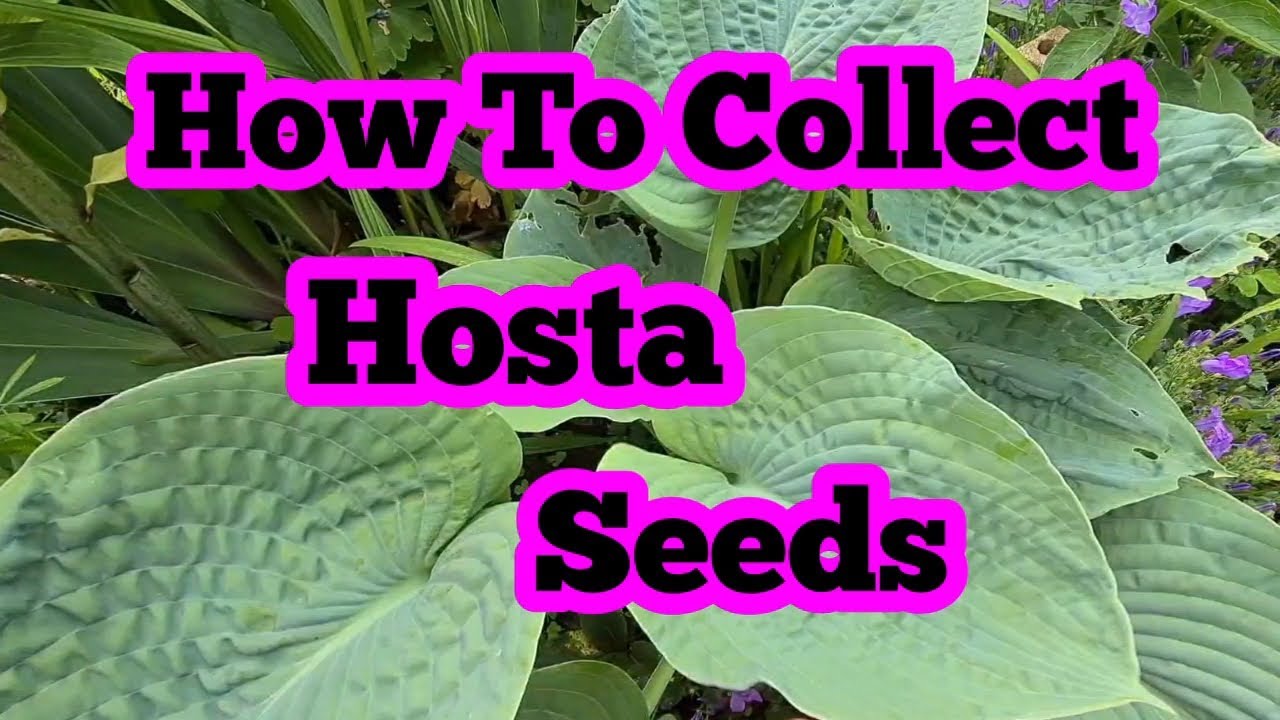 How to collect Hosta seeds - YouTube