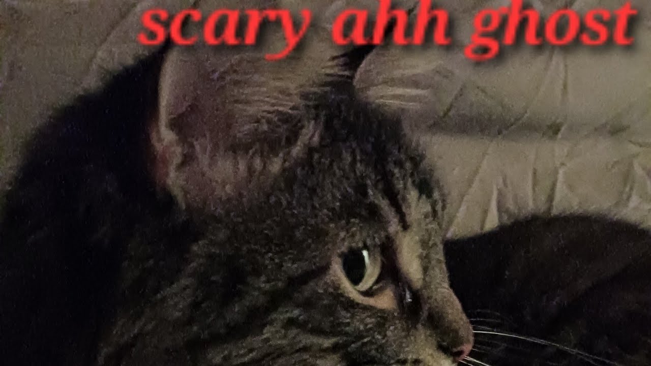 spooky ahh ghost🤓👻 - YouTube