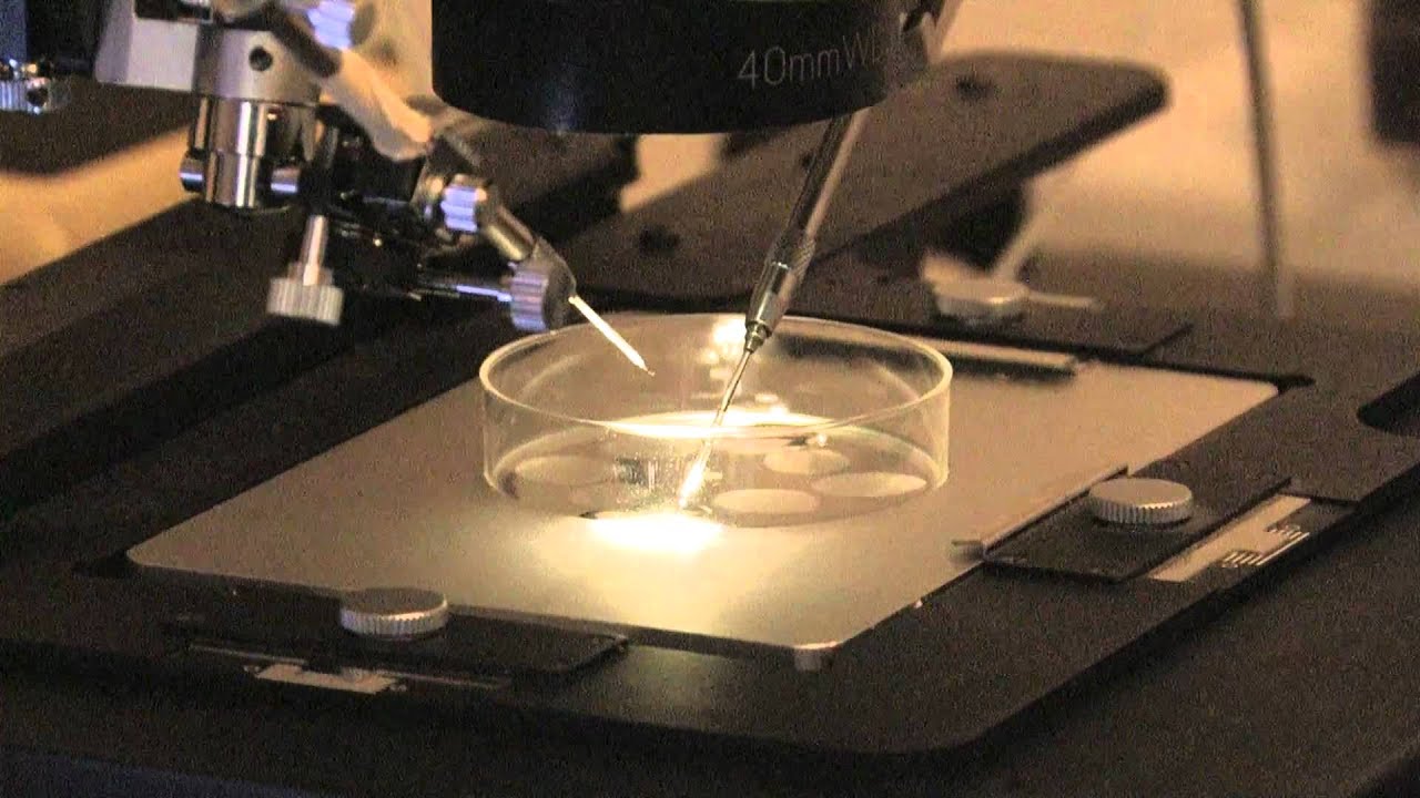 InFoalinc - The story of equine ICSI.mp4 - YouTube