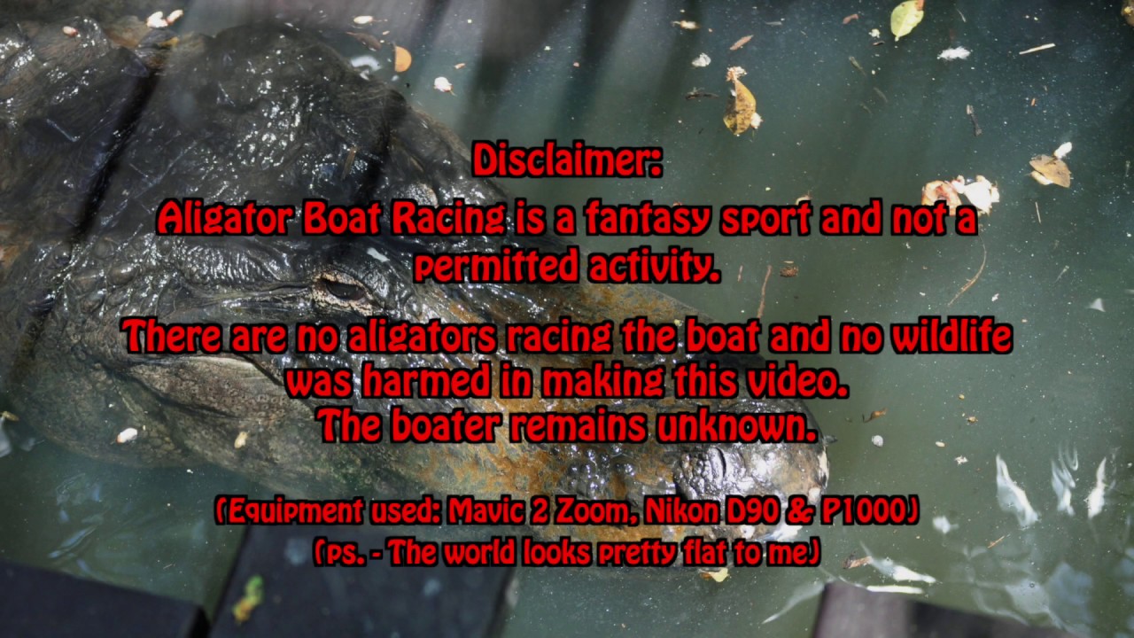 Alligator Boat Racing - YouTube