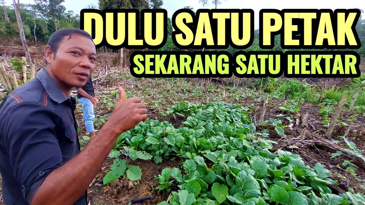 PERKEMBANGAN KEBUN PAK MATIUS DI BUKIT HARAPAN KALIMANTAN UTARA - YouTube