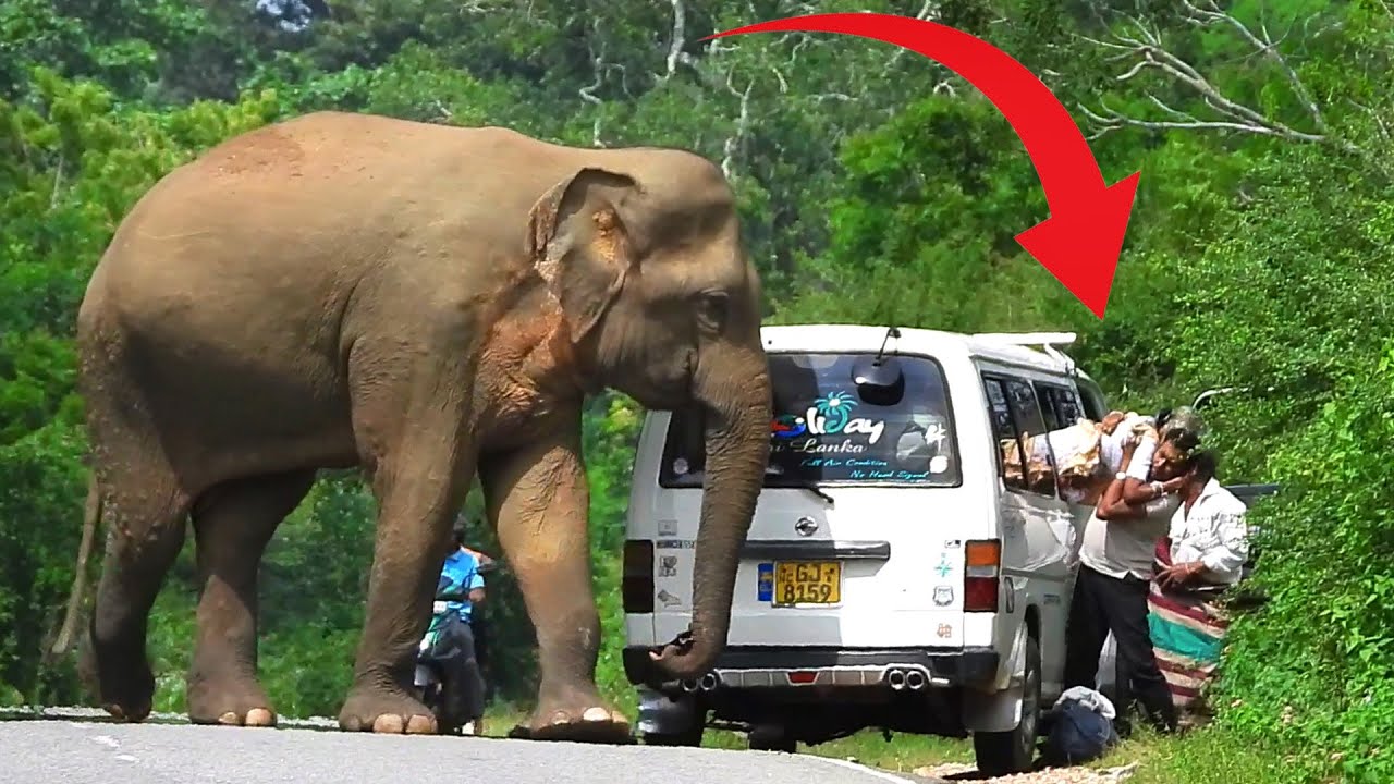The attack of the ferocious elephant that knocked people to the ground# ...