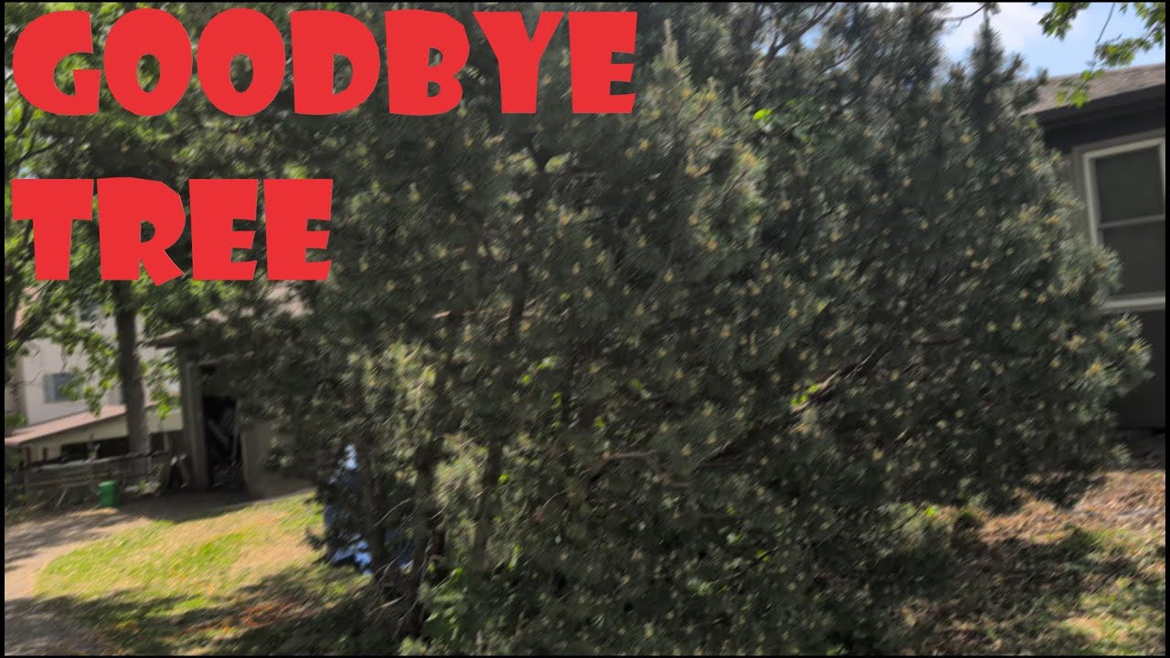 Cutting Down An Ugly Tree In My Yard #treeremoval #lumberjacks # ...