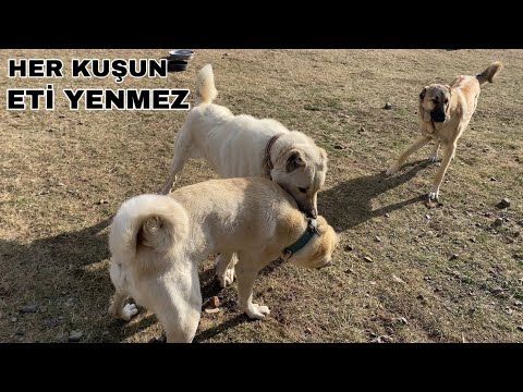 YILDIZIN PSİKOPATLIĞI KUTUP AYISI BOZİYE SÖKMEDİ! GURCEYE BULAŞAN AYVAYI YİYİYOR!
