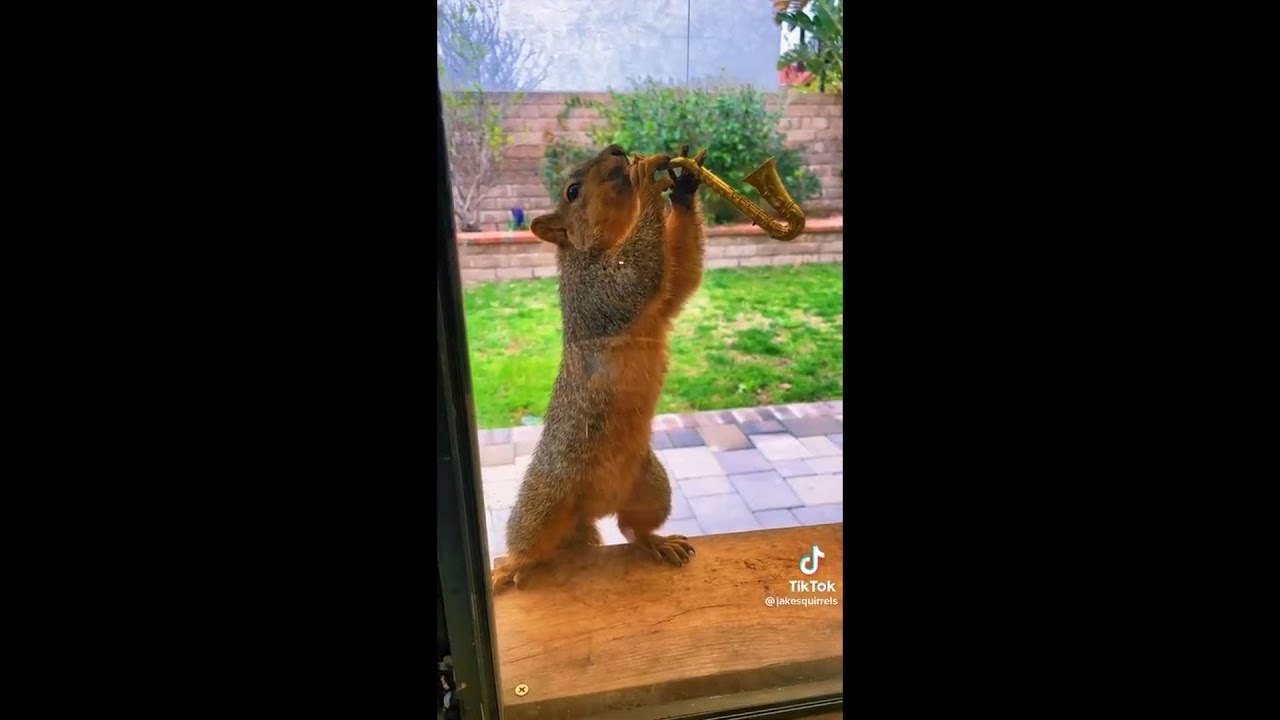 Squirrel Sax - YouTube