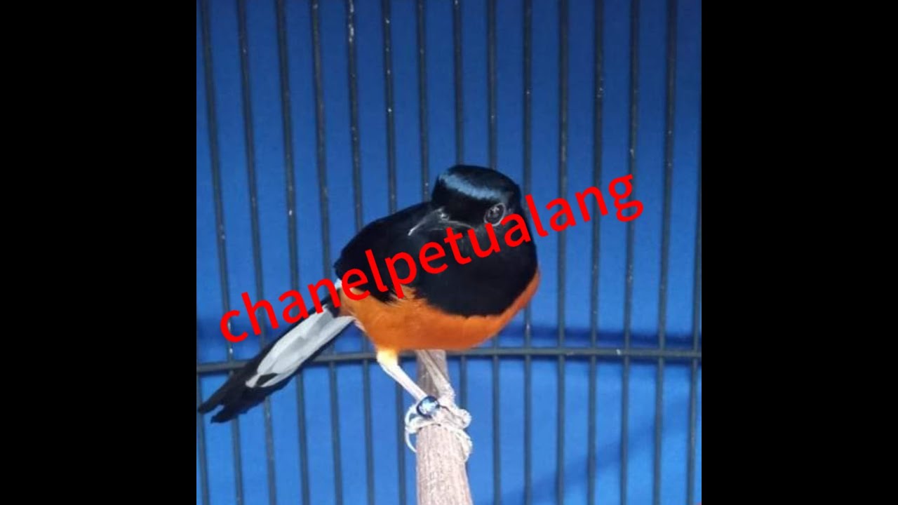 Kicaumania burung murai gacor cor mantul#yutuberpemulachanelpetualang ...