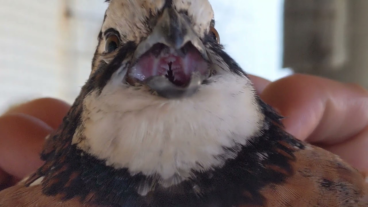 Jumbo Bobwhite Quail Call Sounds - YouTube