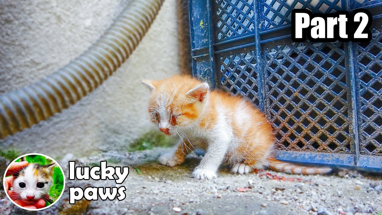 Sick Kitten That the Mom Cat Does Not Care For is Waiting For Help in A ...