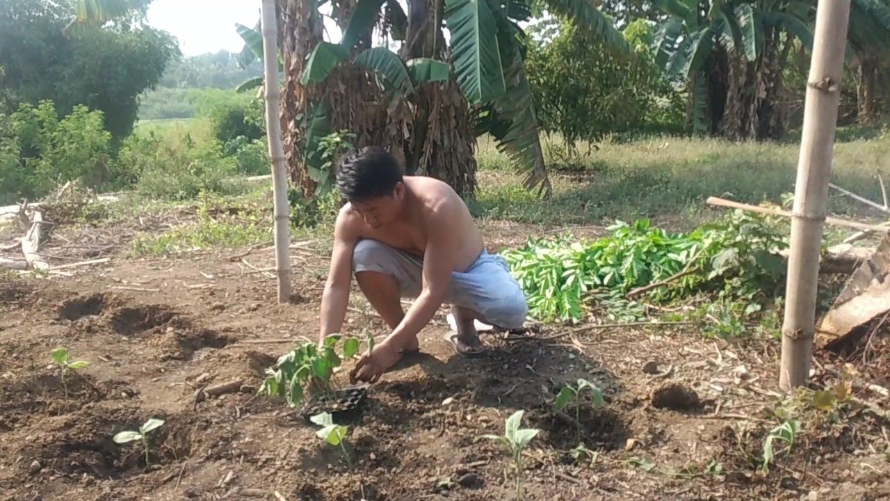 #PAANO MAG TANIM NG TALONG NA BILOG AT HABA?#SATISFYING 🍆 EGGPLANT 🍠 🍆 ...