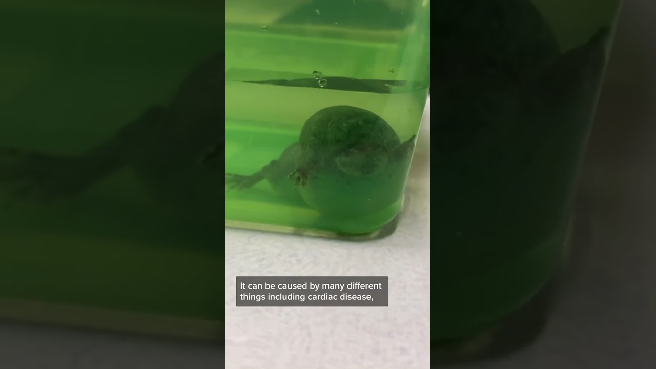 Dropsy (also known as edema, ascites, and bloat) in an African Clawed ...