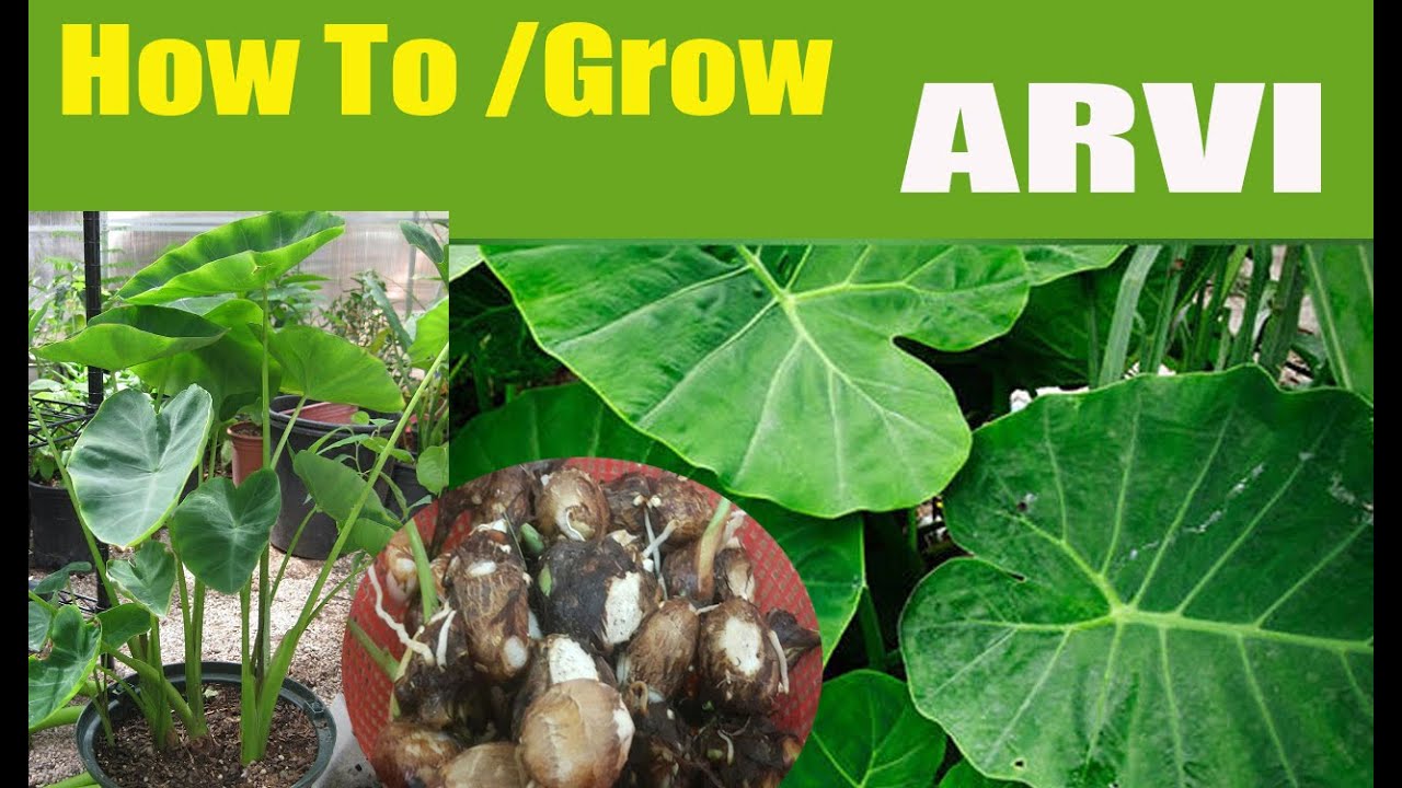 How To Grow Arvi Part - 1 /2023 In Your Garden by Green Garden Ideas ...