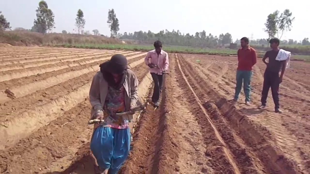 Ideal trench planting(2) - YouTube