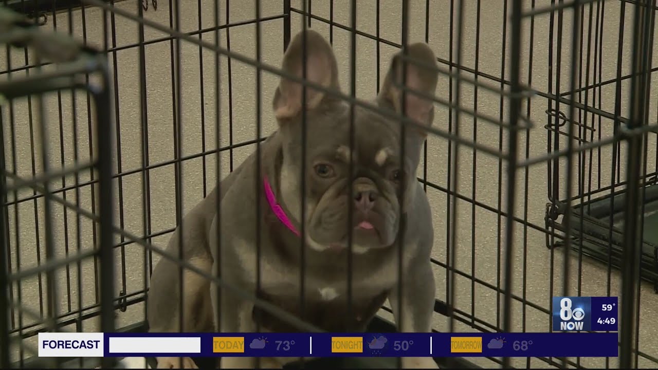 Illegal breeding sparks discussion on reviving Las Vegas animal ...