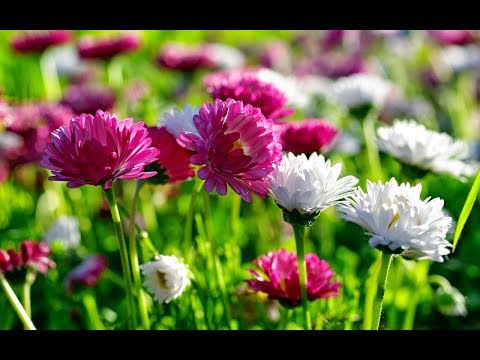 ÇİÇEKCE - KASIMPATI NASIL YETİŞTİRİLİR?