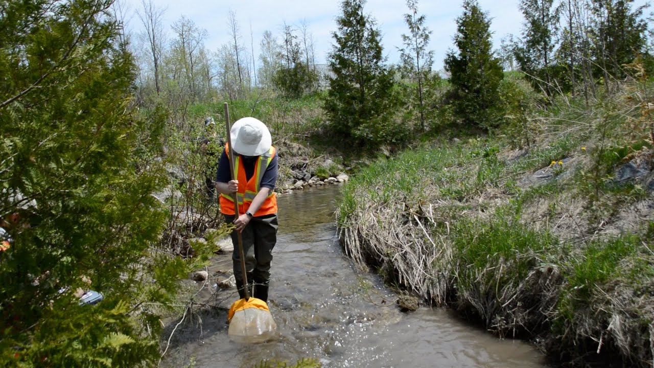 Aquatic Insect Sampling - YouTube