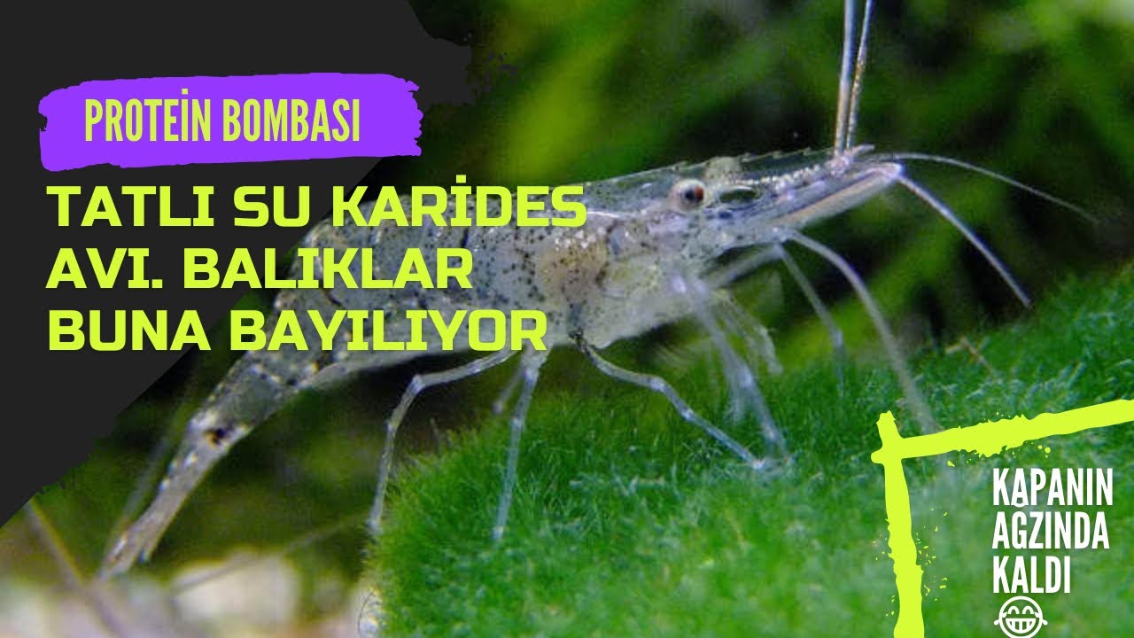TATLI SU KARİDES AVI AKVARYUM BALIKLARINA CANLI YEM - YouTube
