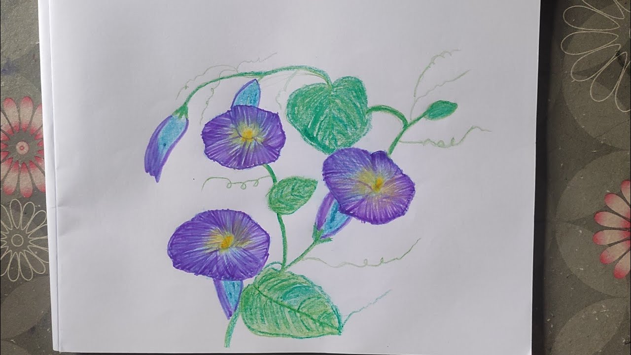 How to Drawing Morning Glory Flower / With Colour Pencil Drawing - YouTube