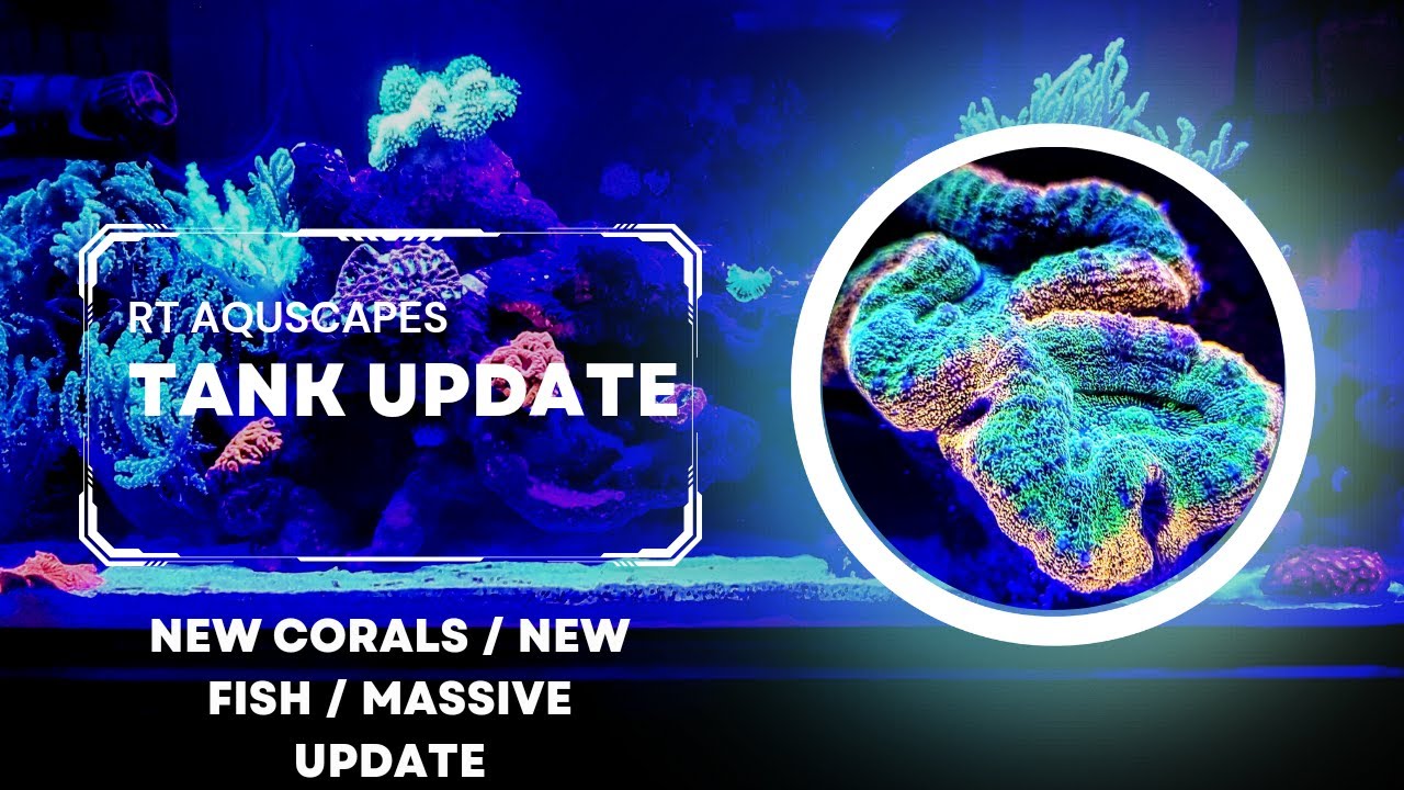 Reef Tank Update - Fluval Flex - Exotic Corals, Exotic Fish, Algae Free ...
